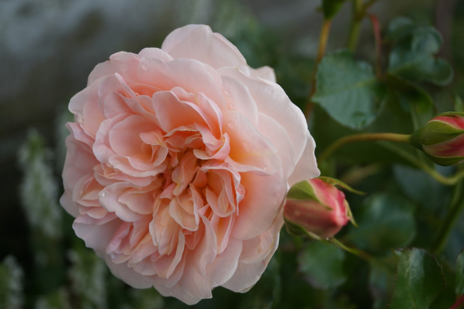 Lillians hage: Rosa Clair Renaissance blomstrer stadig vekk!