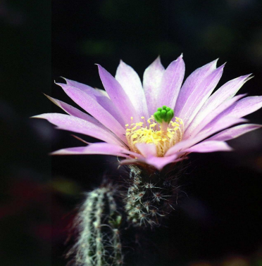 Especies Endémicas en México