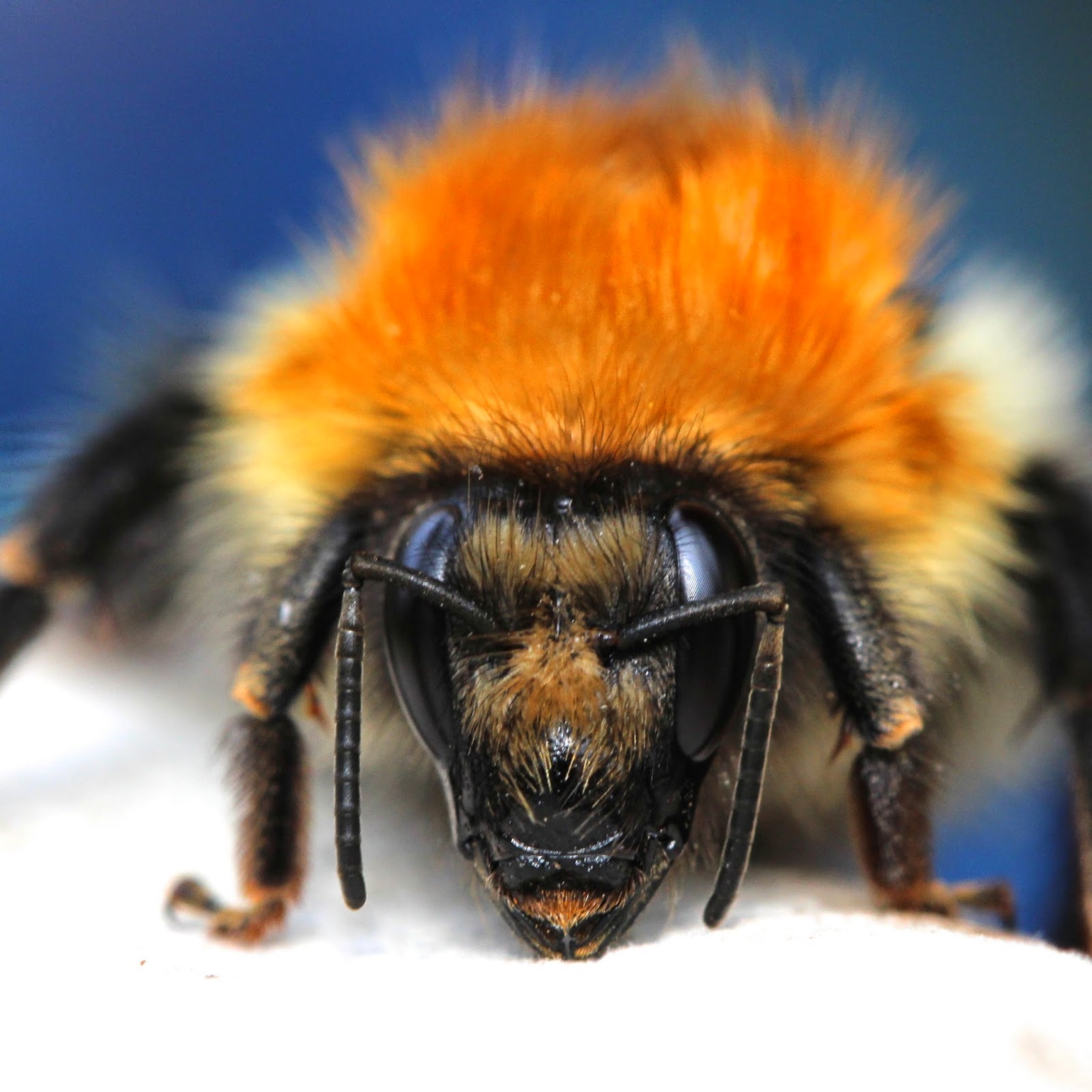 TrogTrogBlog: Common carder bee