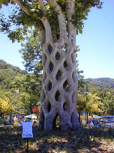 Los 10 Arboles mas emblemáticos del mundo.