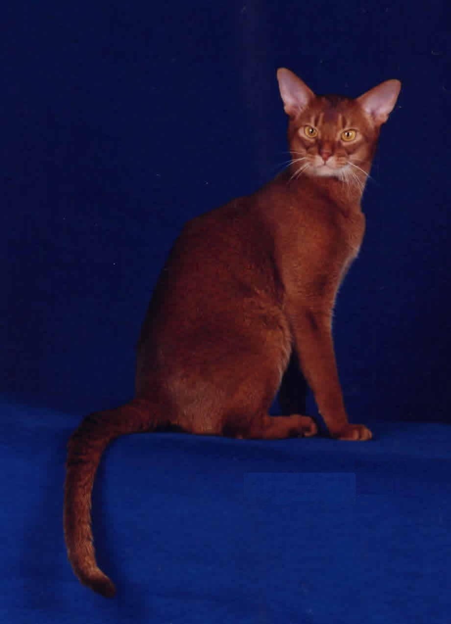 Abyssinian Cat - Cats of the world