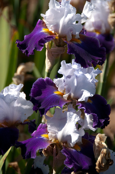 World of Irises: 2012 National Convention