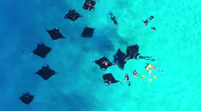 The Adventurous Hanifaru bay, Maldives | Lalumi Travels | Vacation ...