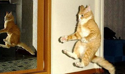 Baratolouko: Imagens WTF #3 - gatos