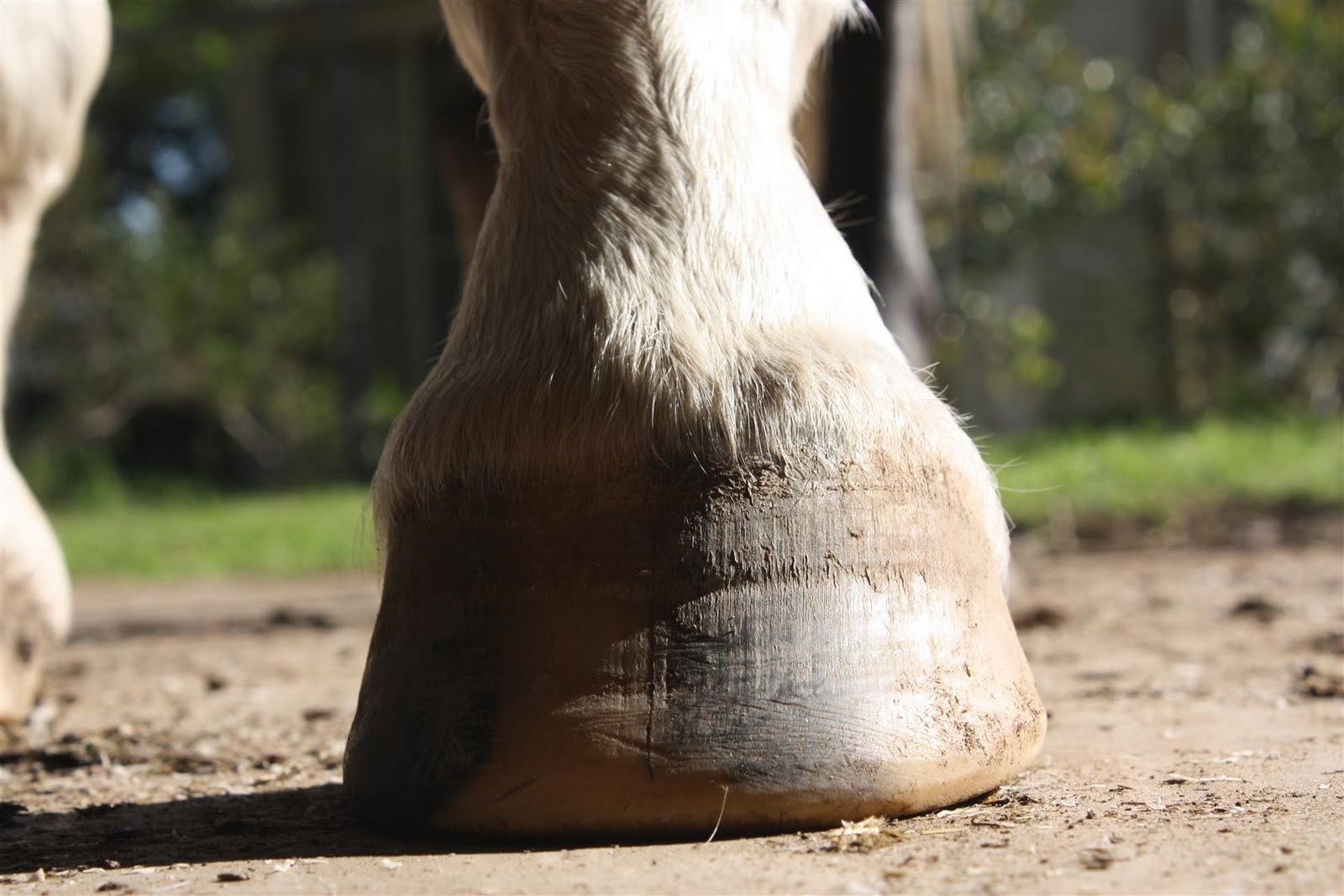 The Glorious Hoof: Gracie 21.05.11