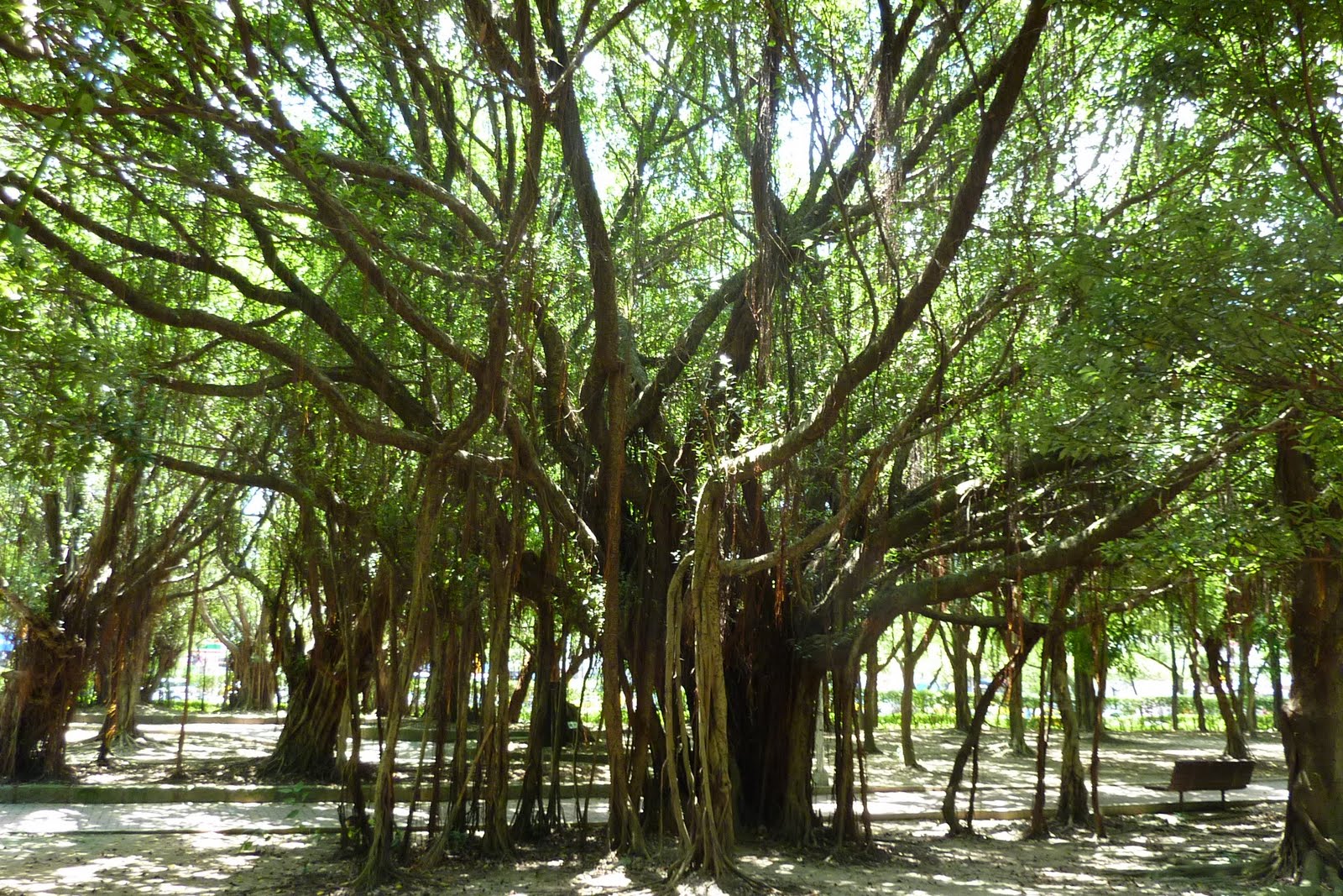 Among the Lanes: Chinese Banyan Trees of Da'an Park
