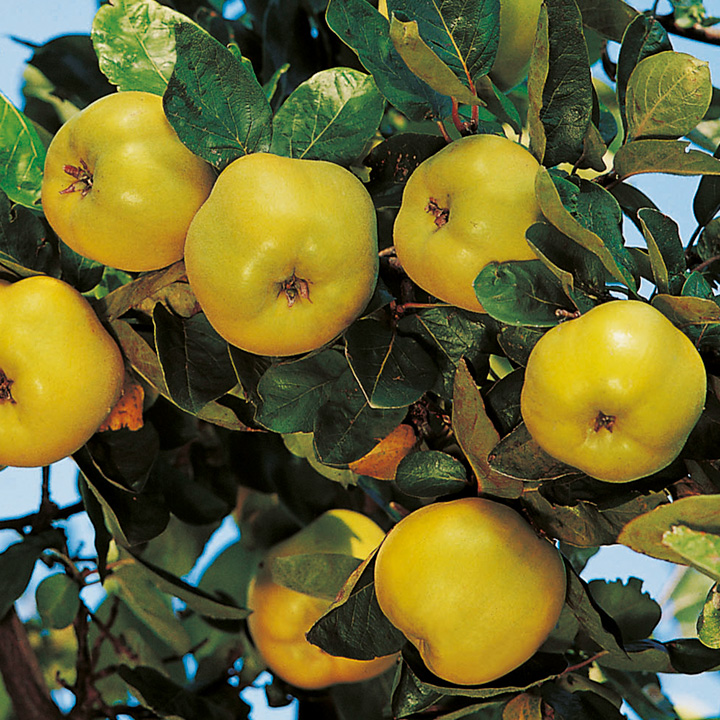 French Vocabulary Illustrated: coing