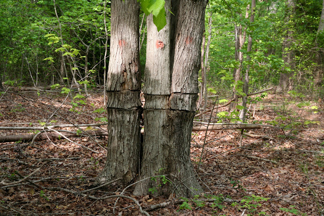 Room Without Walls: May 2012