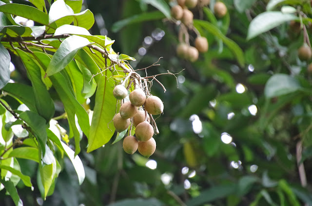 Trees and Plants: Resak Irian (Vatica Rassak)