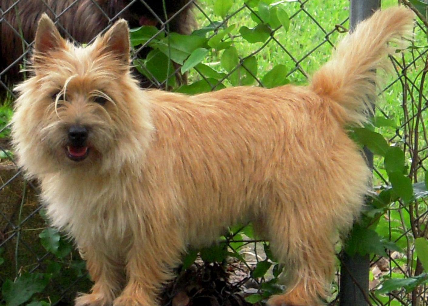 Animals World: cute pictures of cairn terrier puppies gallery