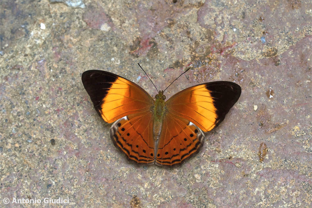 Butterflies of Singapore: Butterfly of the Month - August 2018