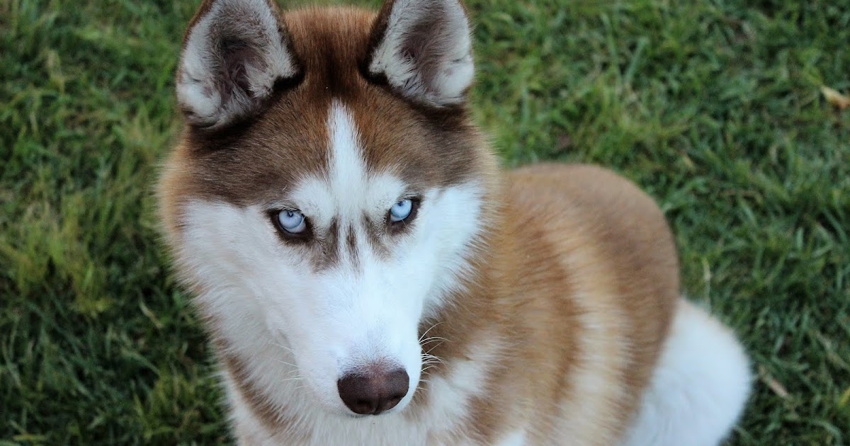 The Dogs of Outback Dog Training - Koji