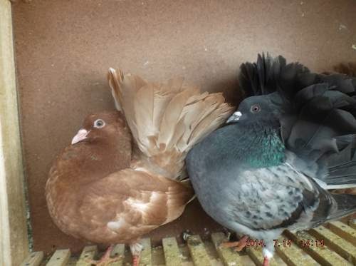 VH Birds: Conhecendo Pombas de Leque