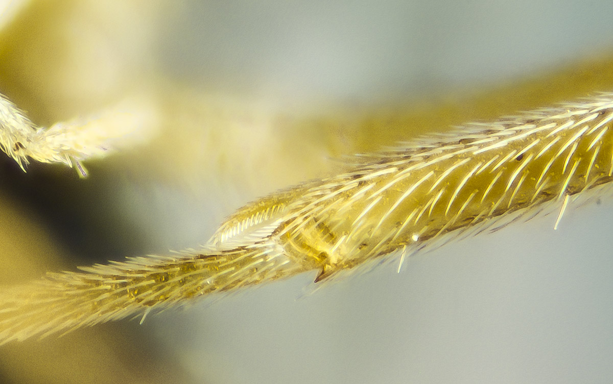 Utgångspunkt 63° 31,x' N - 22° 31,x' O: Ur silkestott. Del 2