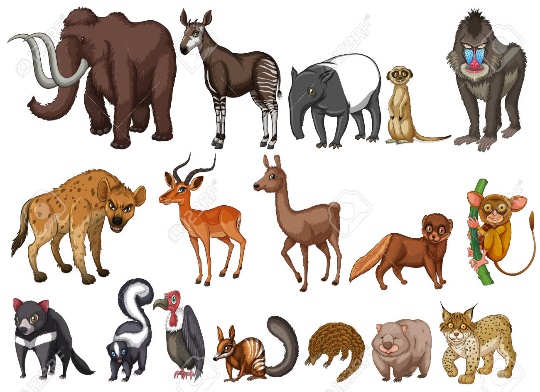 Mundo de Animales : TIPOS DE ANIMALES.