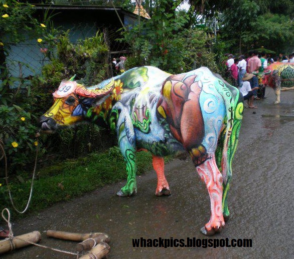 Weird and Funny Pics: Amazing Carabao