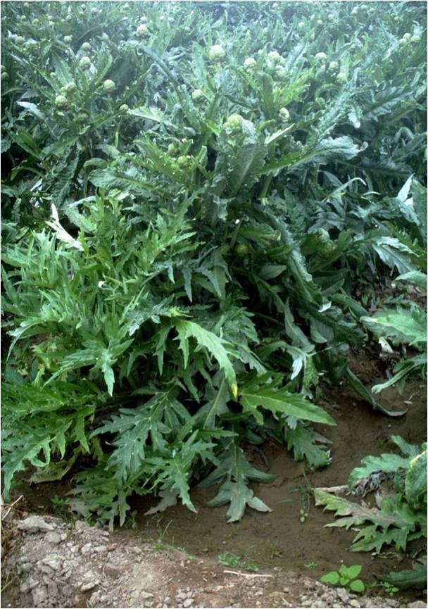 cultivo, proceso y comercializacion de la alcachofa: LA PLANTA DE ALCACHOFA