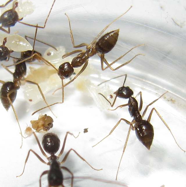 Photos and Info on Ants and Termites of Malaysia: Euprenolepis