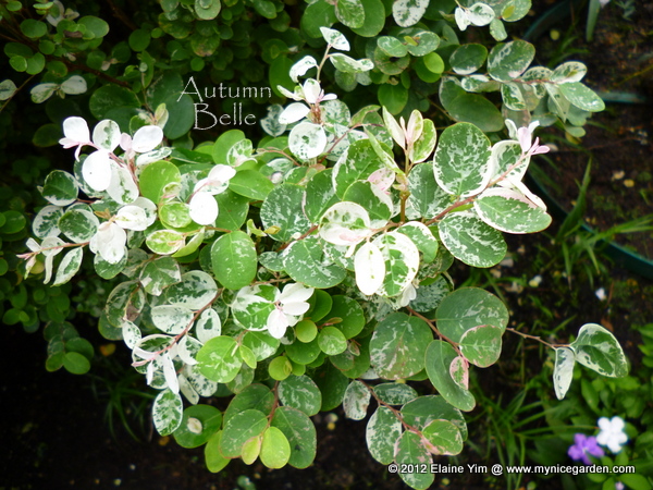 My Tropical Plants Finder: Breynia disticha 'Variegated'