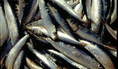Sardines est l'un des types de poissons qui vivent dans l'océan ...