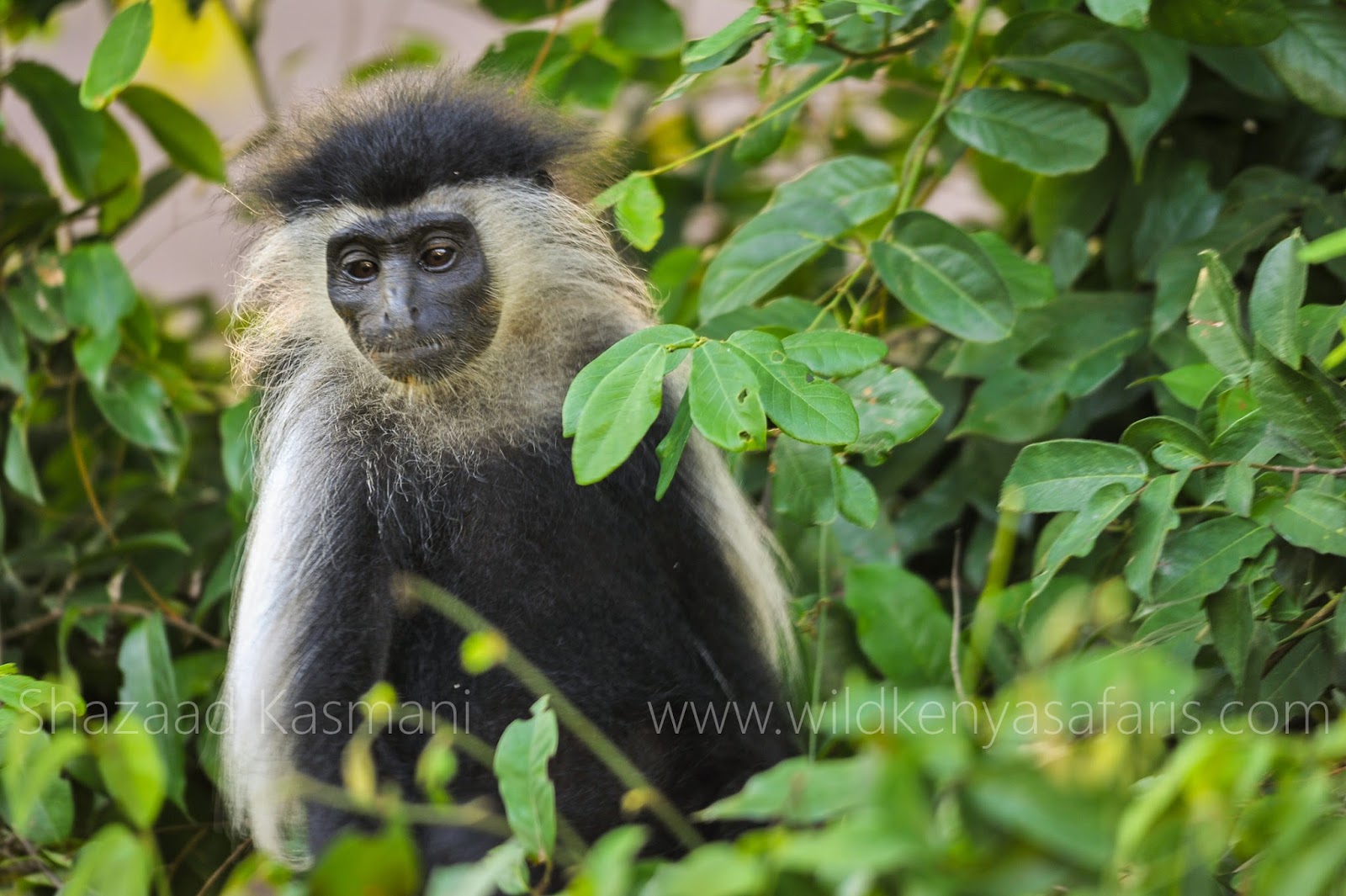 WILD KENYA SAFARIS - Kenya Safaris from Diani Beach, Mombasa, Nairobi ...