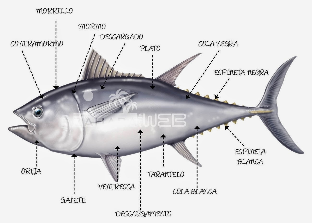 masKpan : PARTES DEL ATÚN