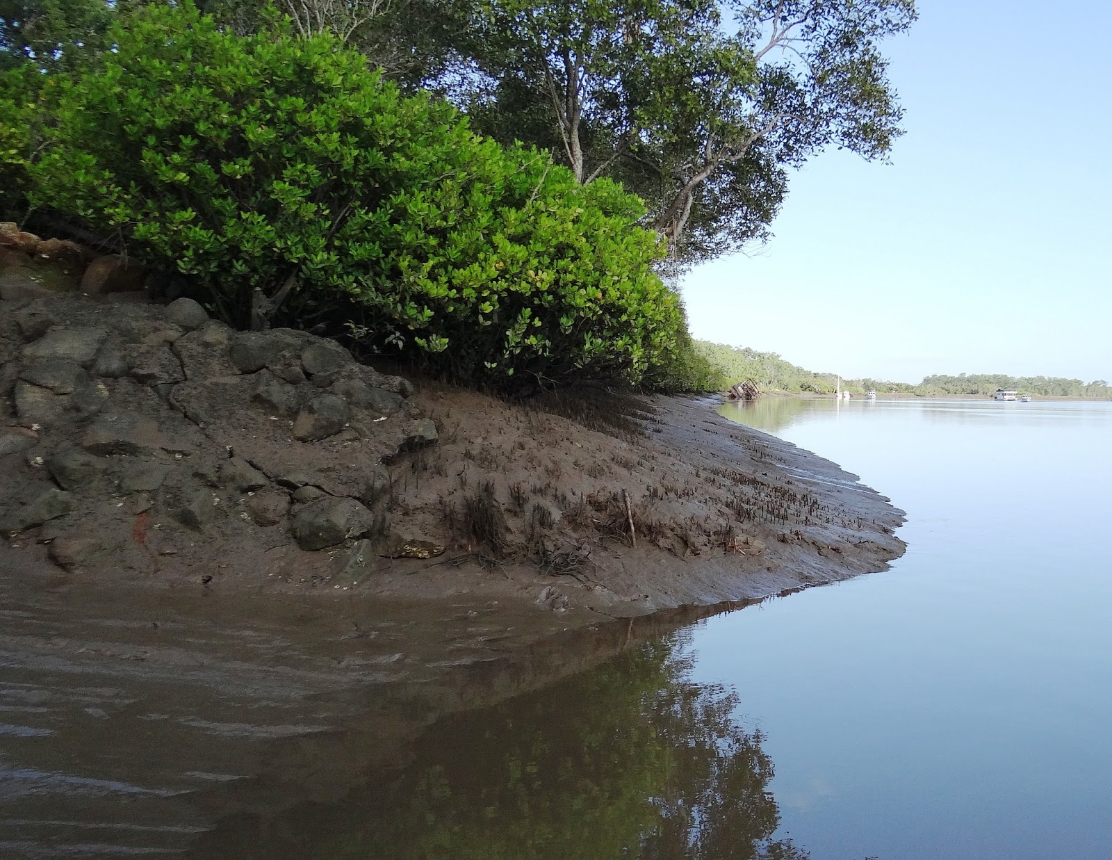 sunshinecoastbirds: In Search of the Mary River Saltwater Crocodile, by ...