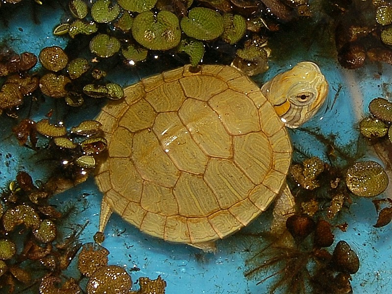 Morph Pada Kura Kura Brazil (RES) ~ Kura Ganteng