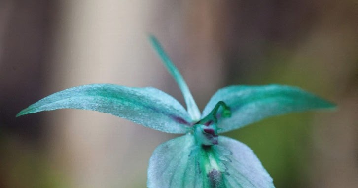 Species New to Science: [Botany • 2016] New Orchid Species of ...