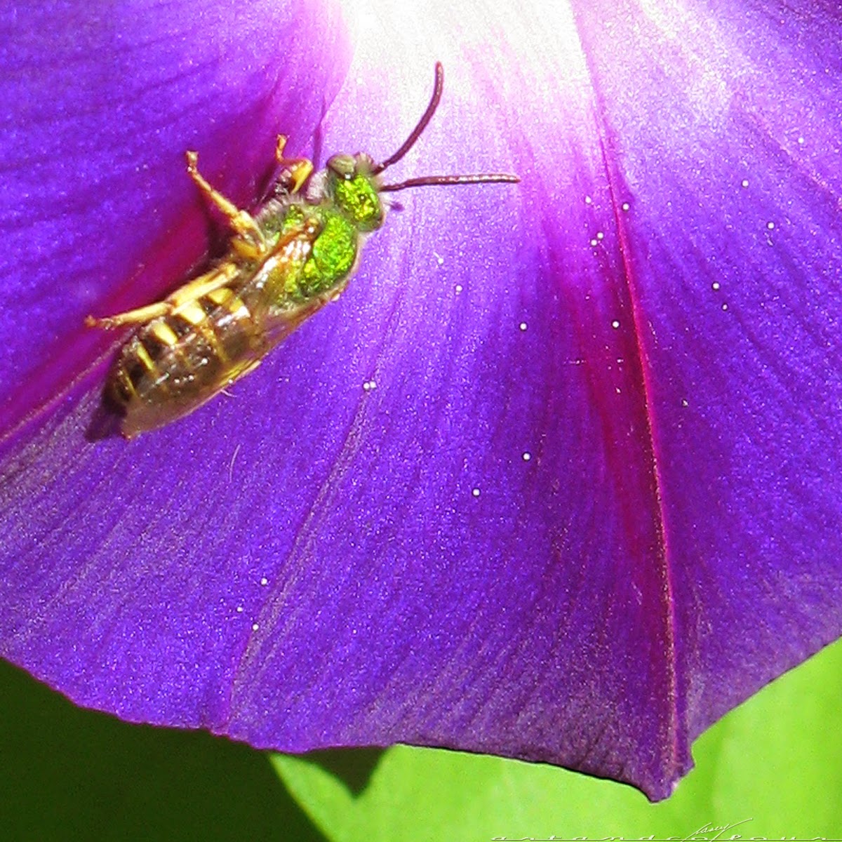 casey/artandcolour: "Morning Colour"