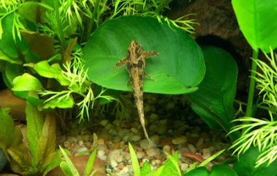 Glonojady!: Zbrojnik kolumbijski