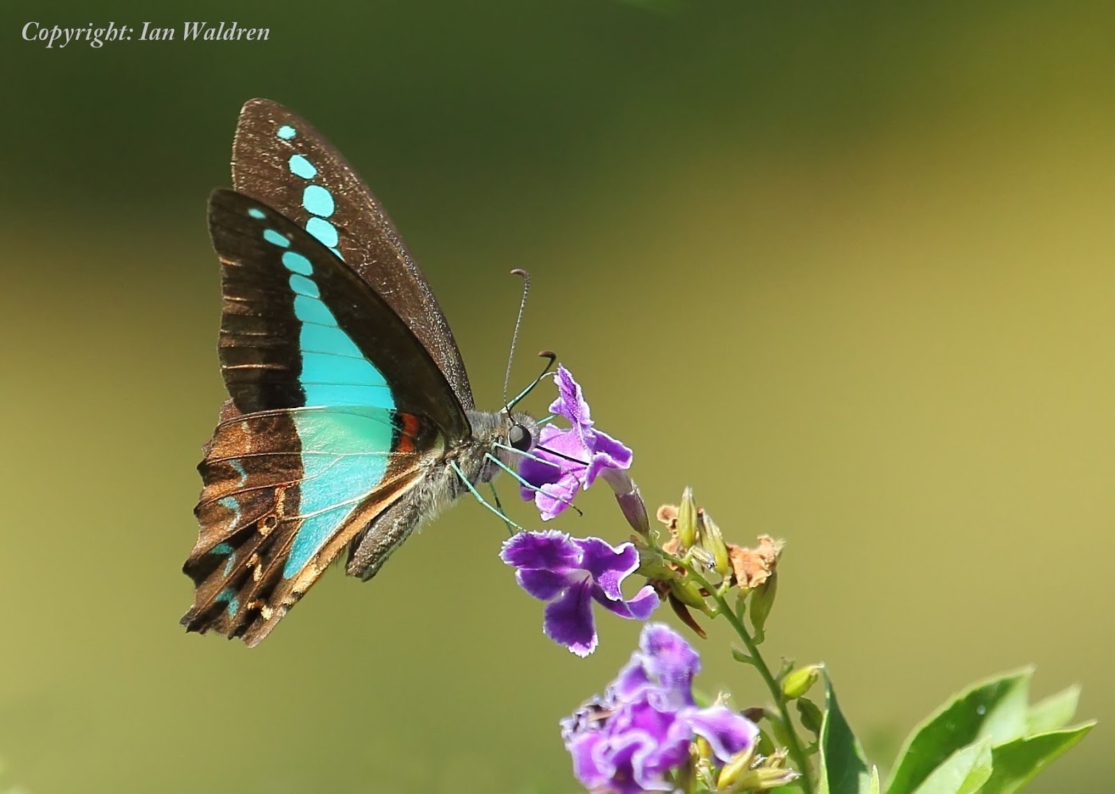 WILD TROPICAL QUEENSLAND: Butterflies
