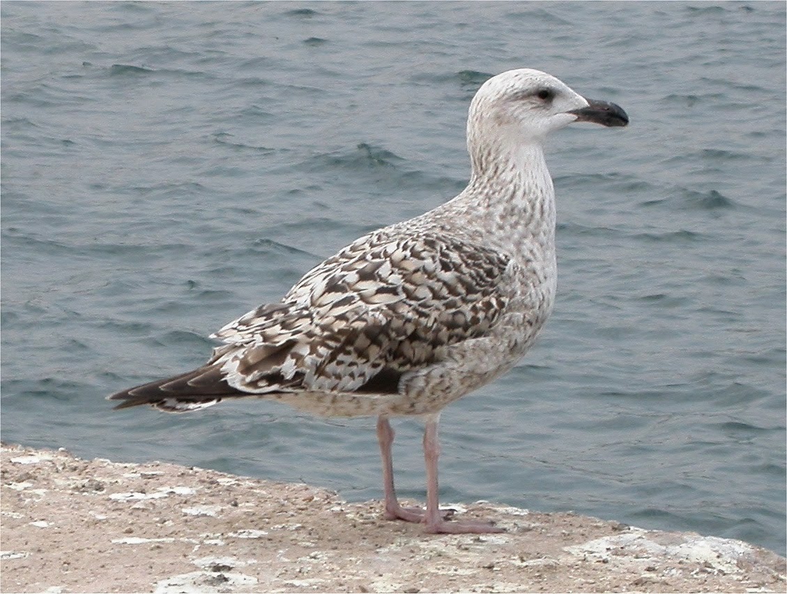 Aves y Fotografía de Naturaleza: Gavión Atlántico, Larus marinus, Great ...