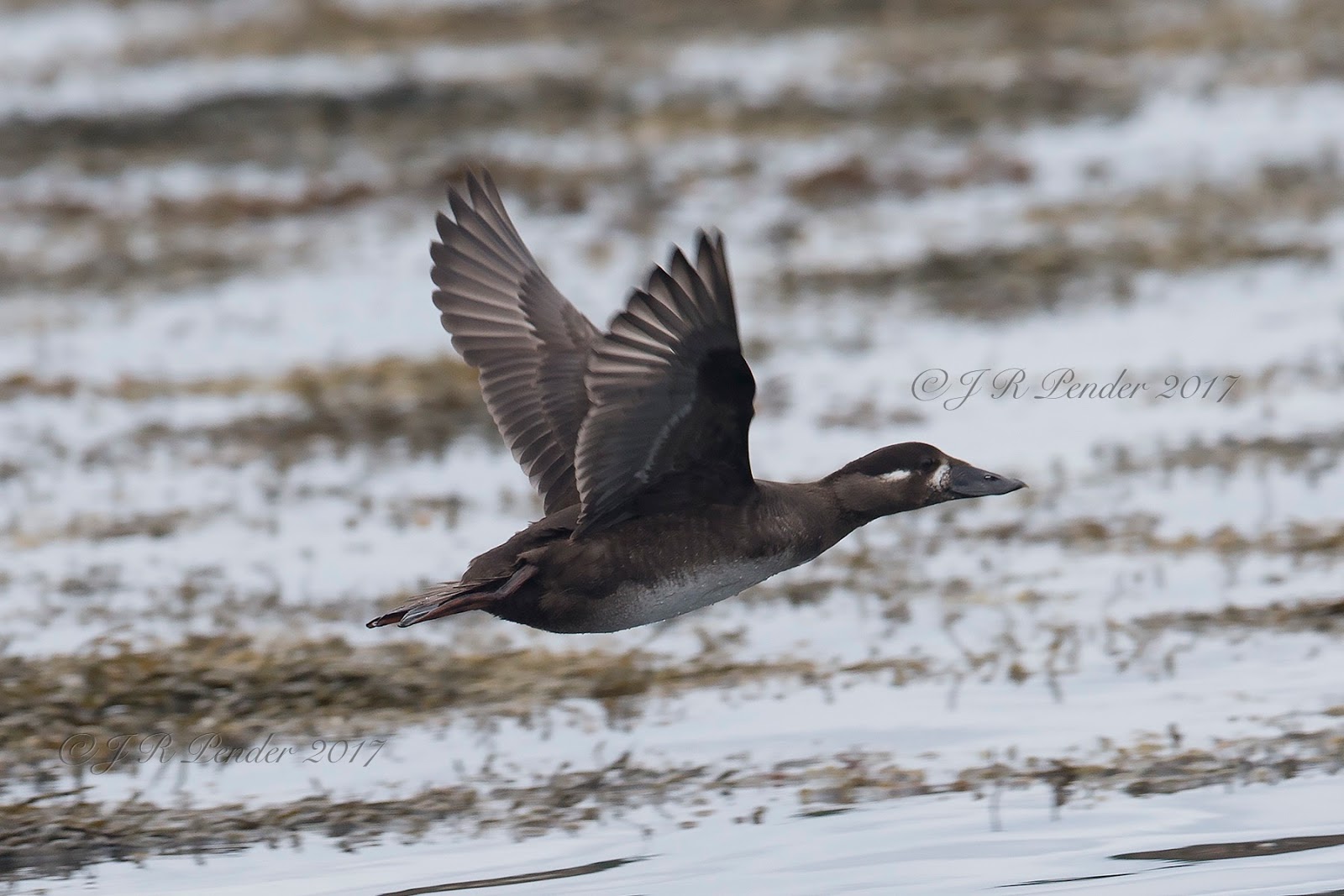 Joe Pender Wildlife Photography: Surf Scoter-Common Scoters & Long ...