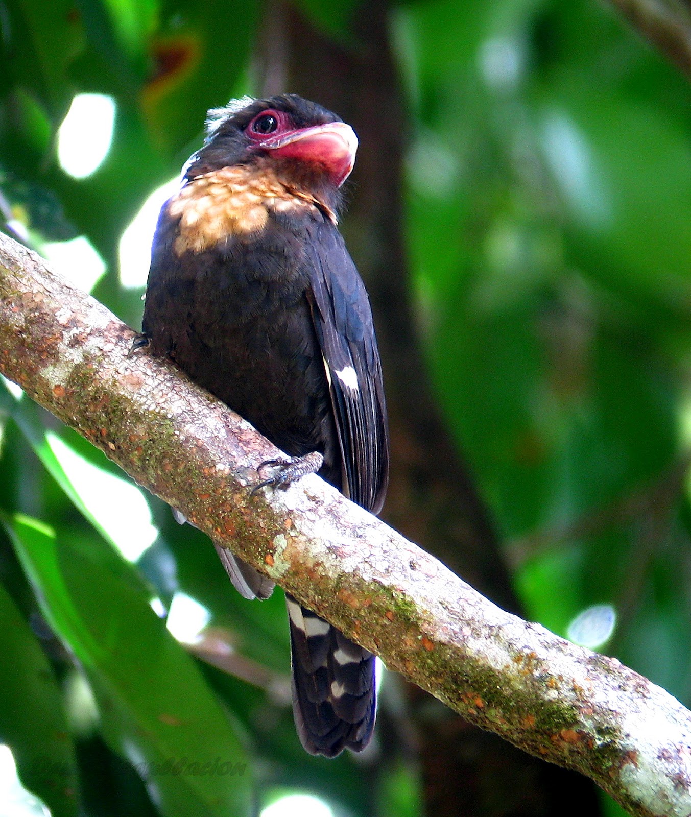 Denis Degullacion | Birding | Digiscoping | Photography |: Dusky Broadbill