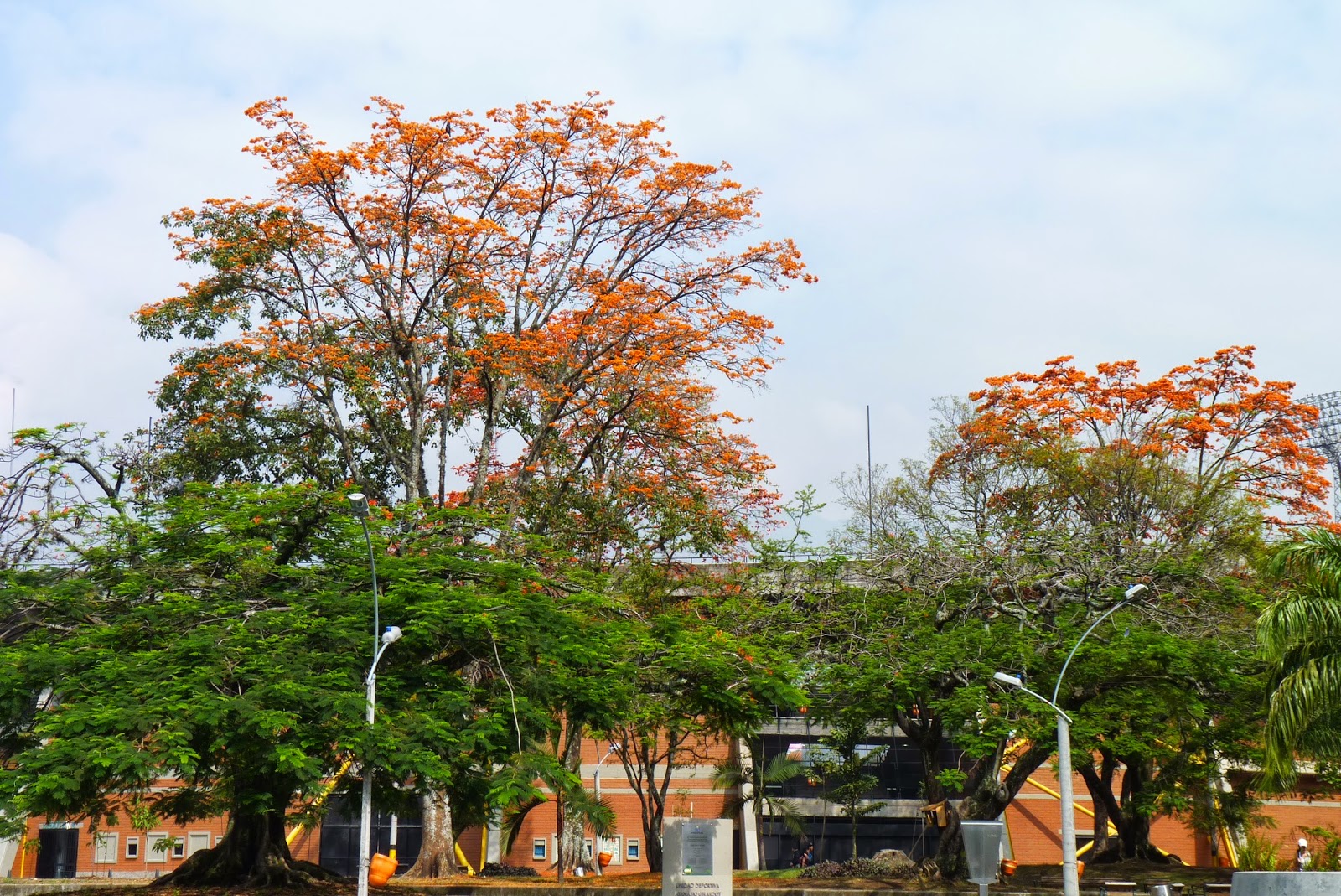 ARBORETUM: FEBRERO el Cámbulo