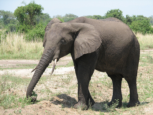 Zoo News Digest: First European Elephant Management School in Hamburg
