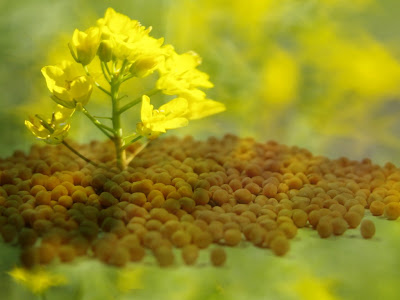 Cuddle Gram: The Mustard Seed