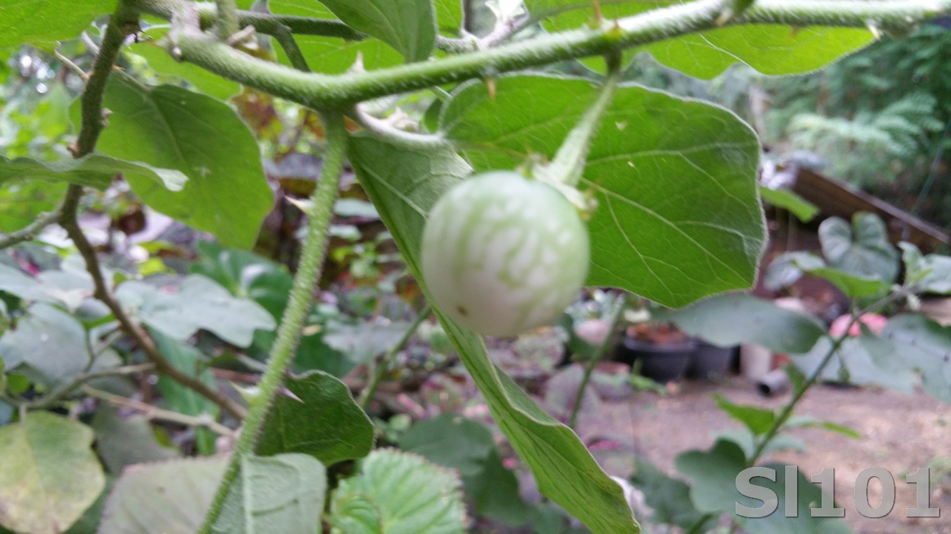 එලබටු - Ela batu - Thalana batu - Egg plant - Solanum melongena