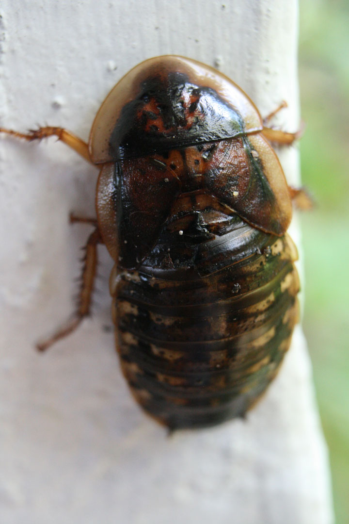 automne.: los bichos del mar