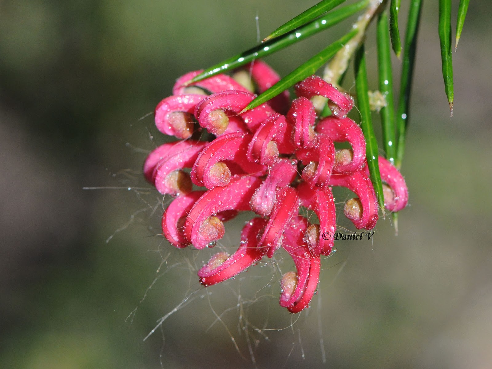 Macrophoto plaisir passion: Le grévillea à feuilles de genévrier ...