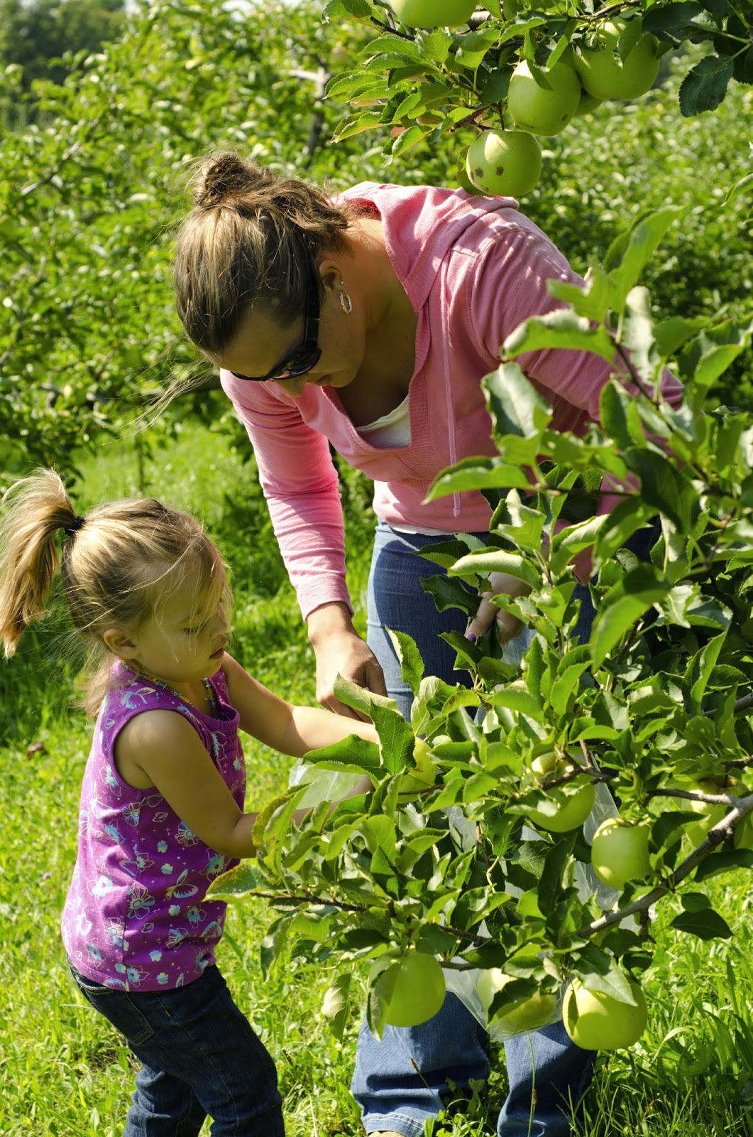 Law Offices of Louis D. Stober, Jr.: Apple Picking On Long Island