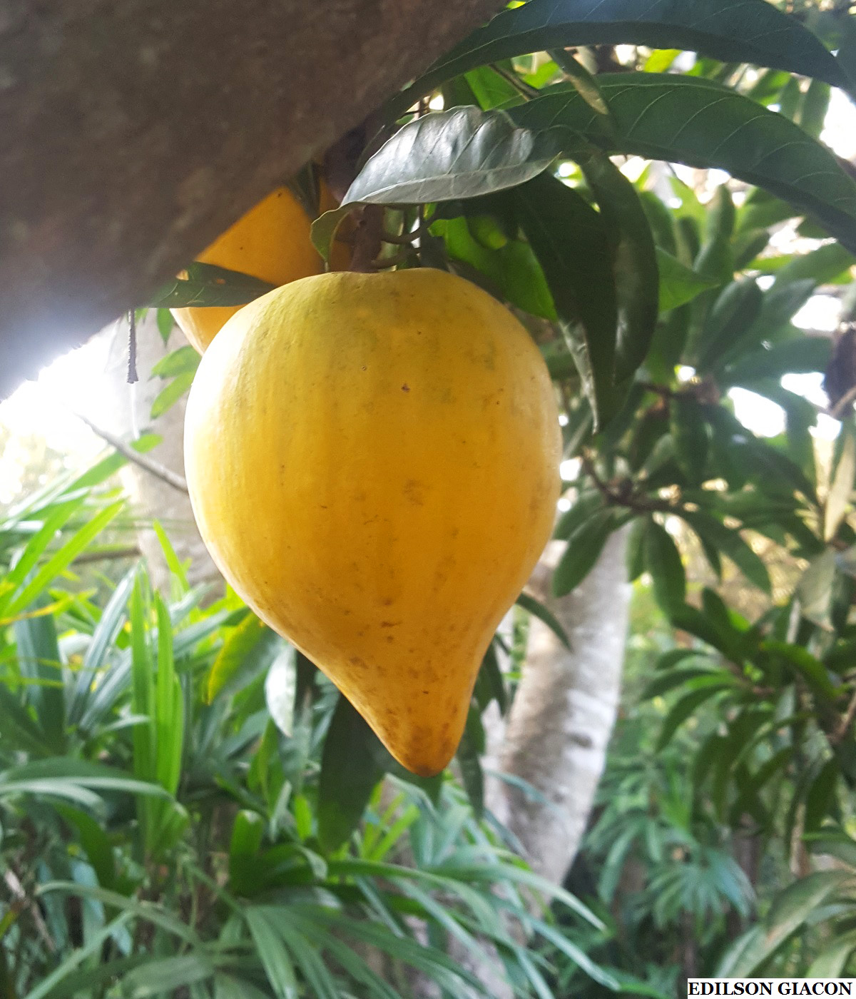 Viveiro Ciprest - Plantas Nativas e Exóticas: Canistel Gigante Saludo ...
