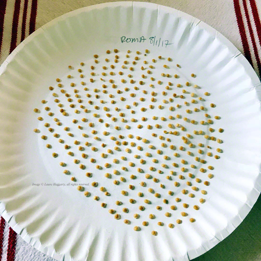 A Farmwife's Diary: Seed Saving with Blossom Bags