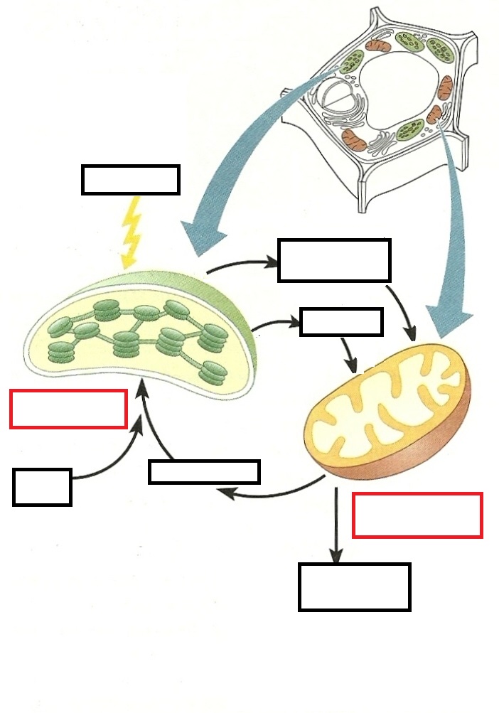 Ciencias Naturais en 2ºESO: Respiración celular vs fotosíntese