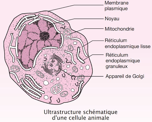 Les fondements de la BIOLOGIE CELLULAIRE ET MOLÉCULAIRE