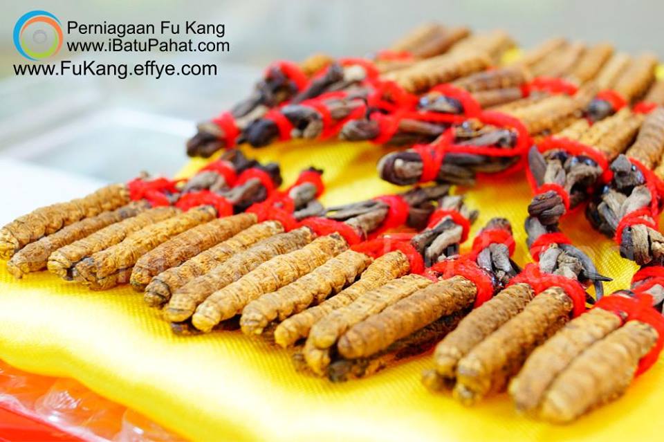 iBatuPahat.com: Perniagaan Fu Kang – Chinese Medicine and Medical ...