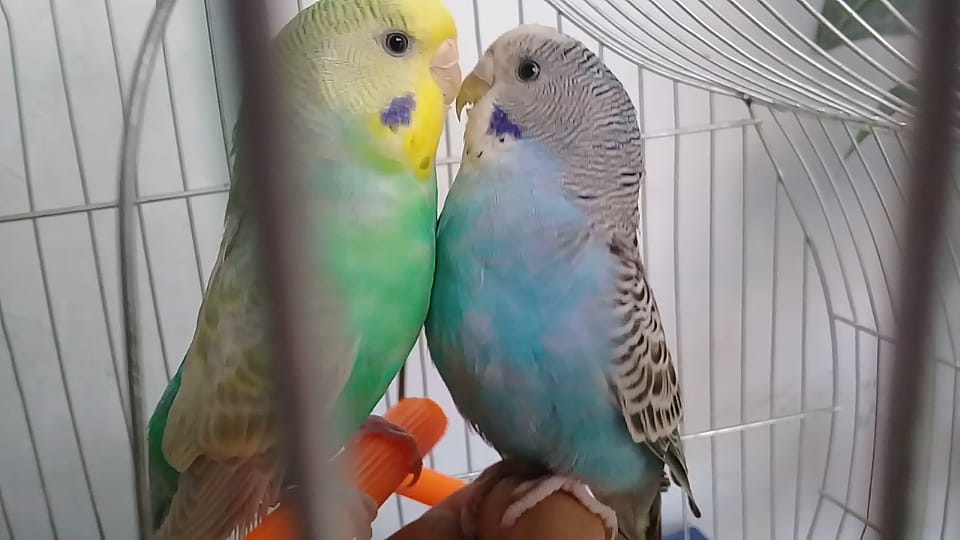 ¿Por qué el periquito se arranca las plumas?