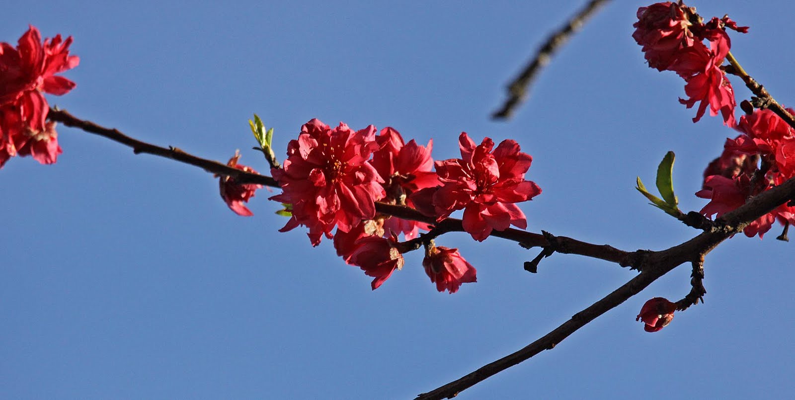 Southern Lagniappe: The Glory of a Peach Tree in Spring