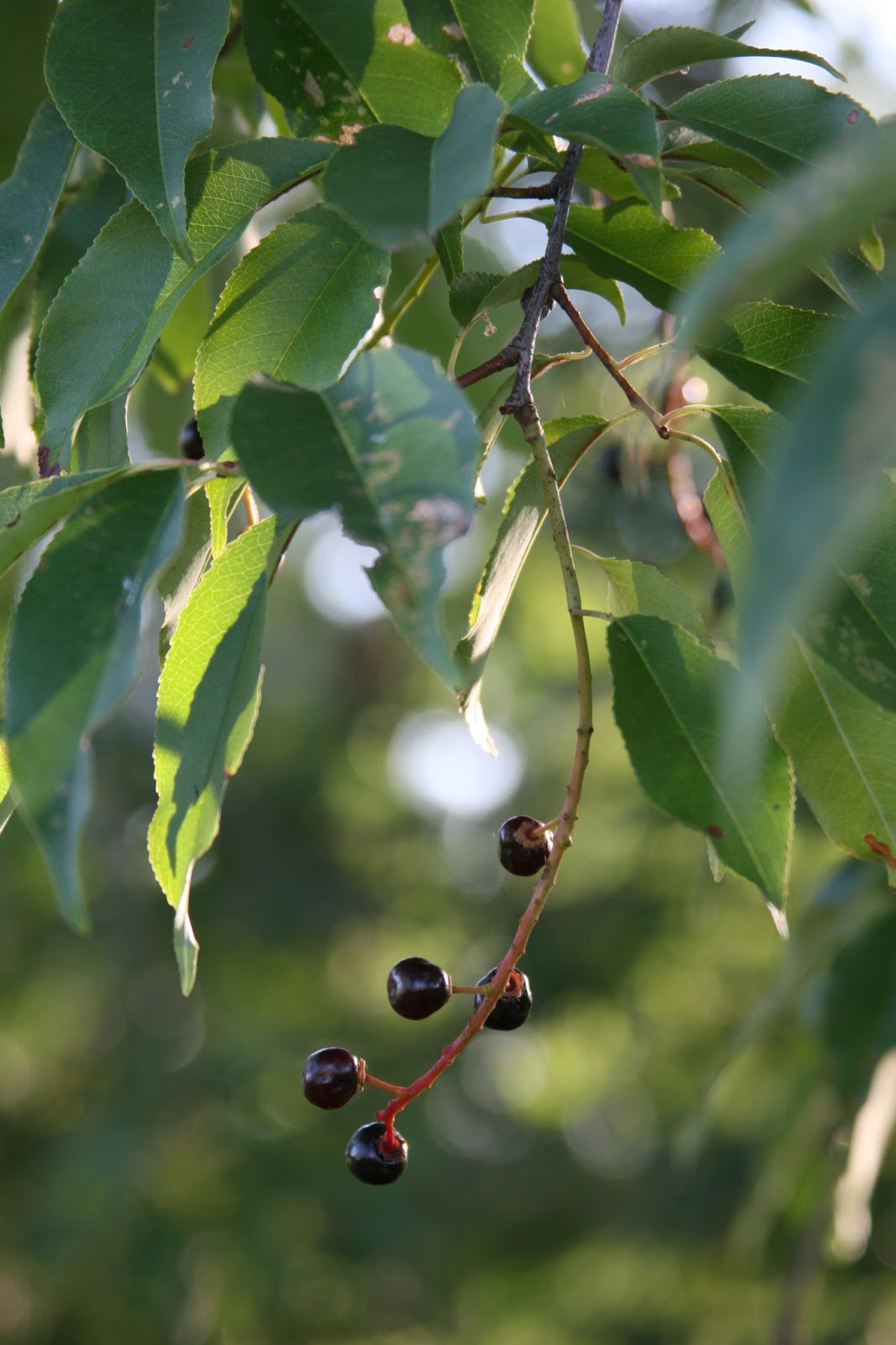 Isabella Conservation District Environmental Education Program: Mid ...